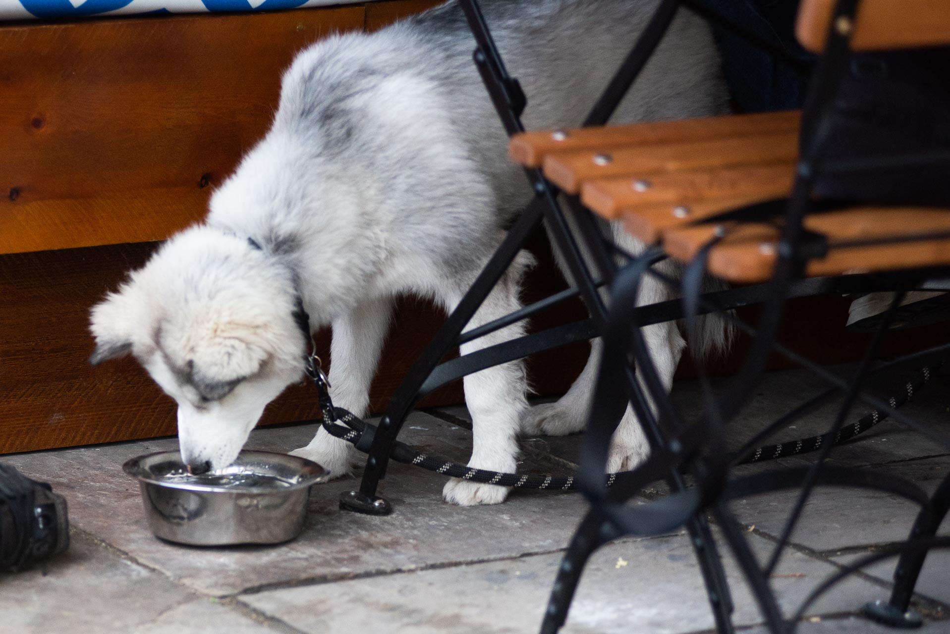 The Elephant Inn - Fuller's Pub and Restaurant in London